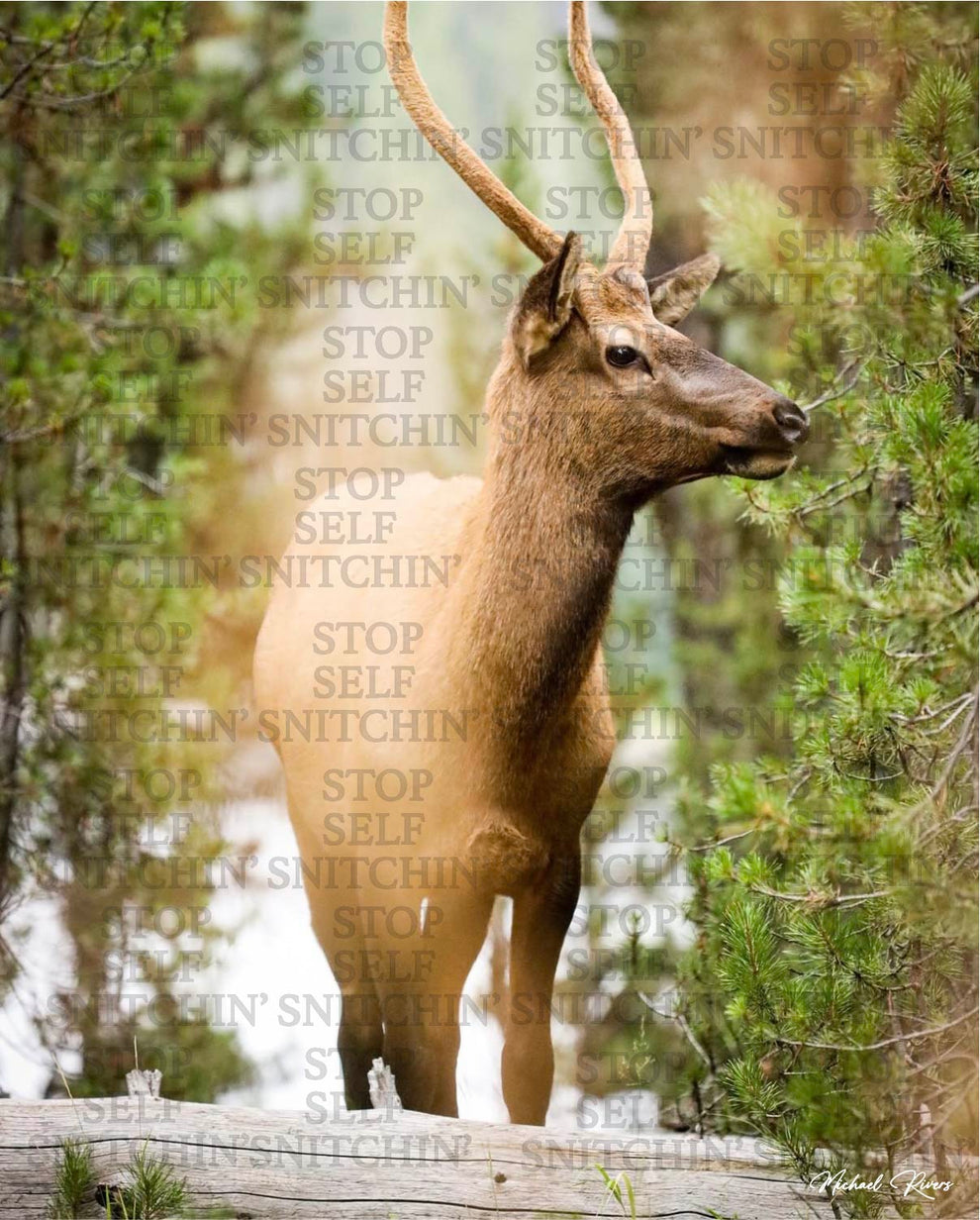 Michael Rivers Photography 11in - 17in – CLR BRUCE RIVERS MERCHANDISE